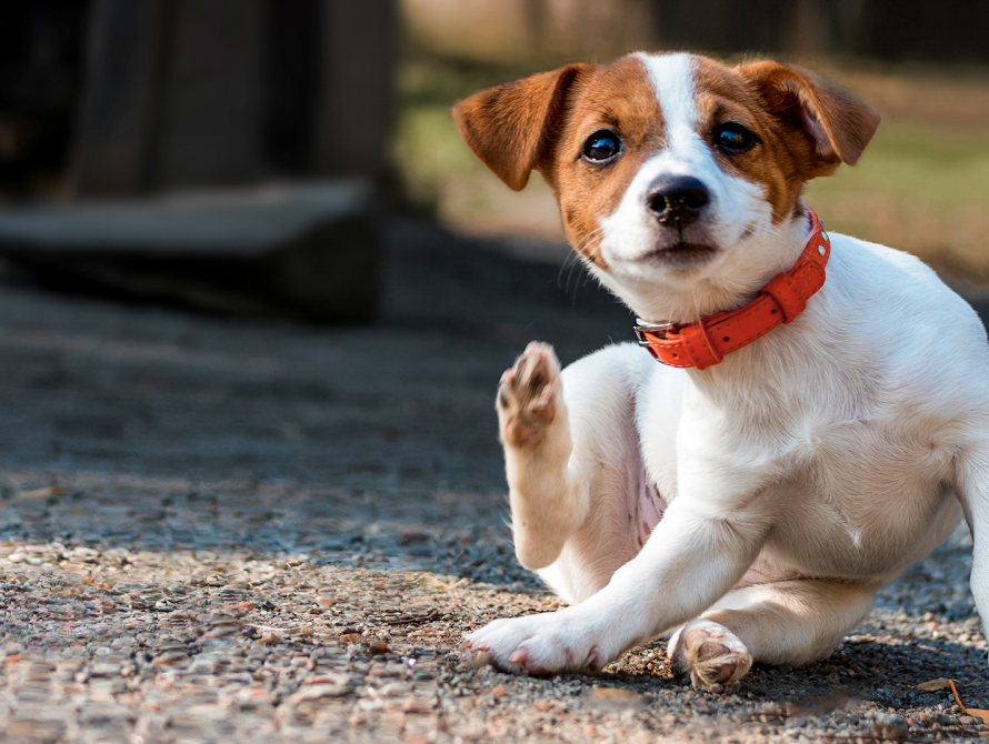 Projects – Frontline Pest Management